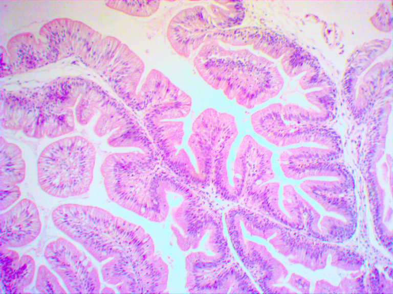 Histology Services - Saffron Scientific Histology Services