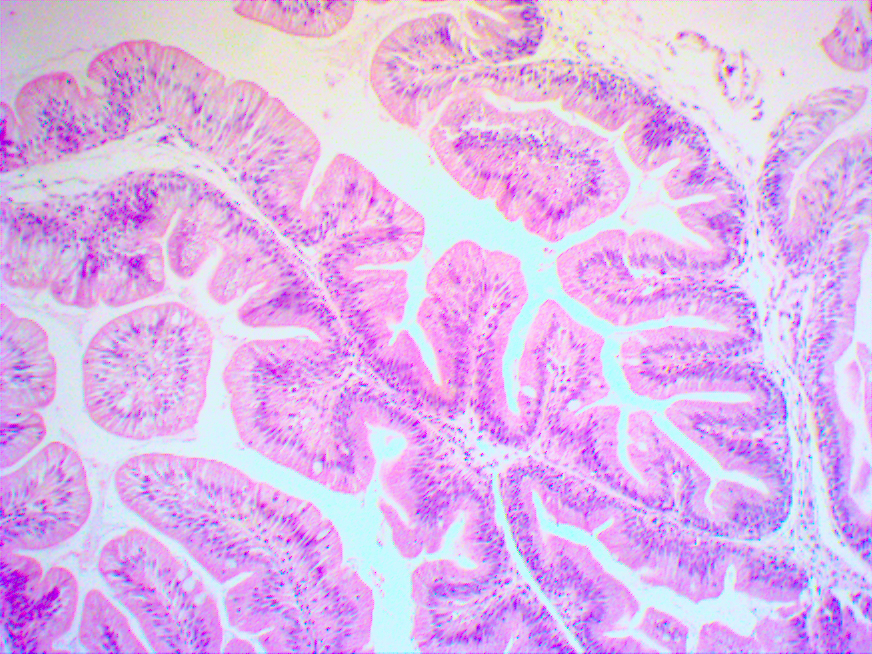 Histology Services - Saffron Scientific Histology Services